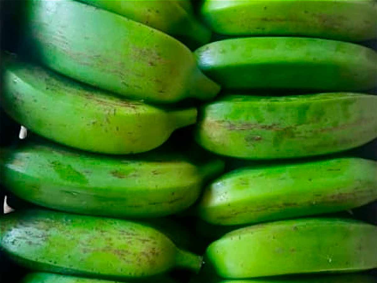Cuba iniciará exportaciones de plátano burro a Canadá - Cucona